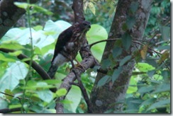 Nature Magnified: The Birds of Kerala - A Collection